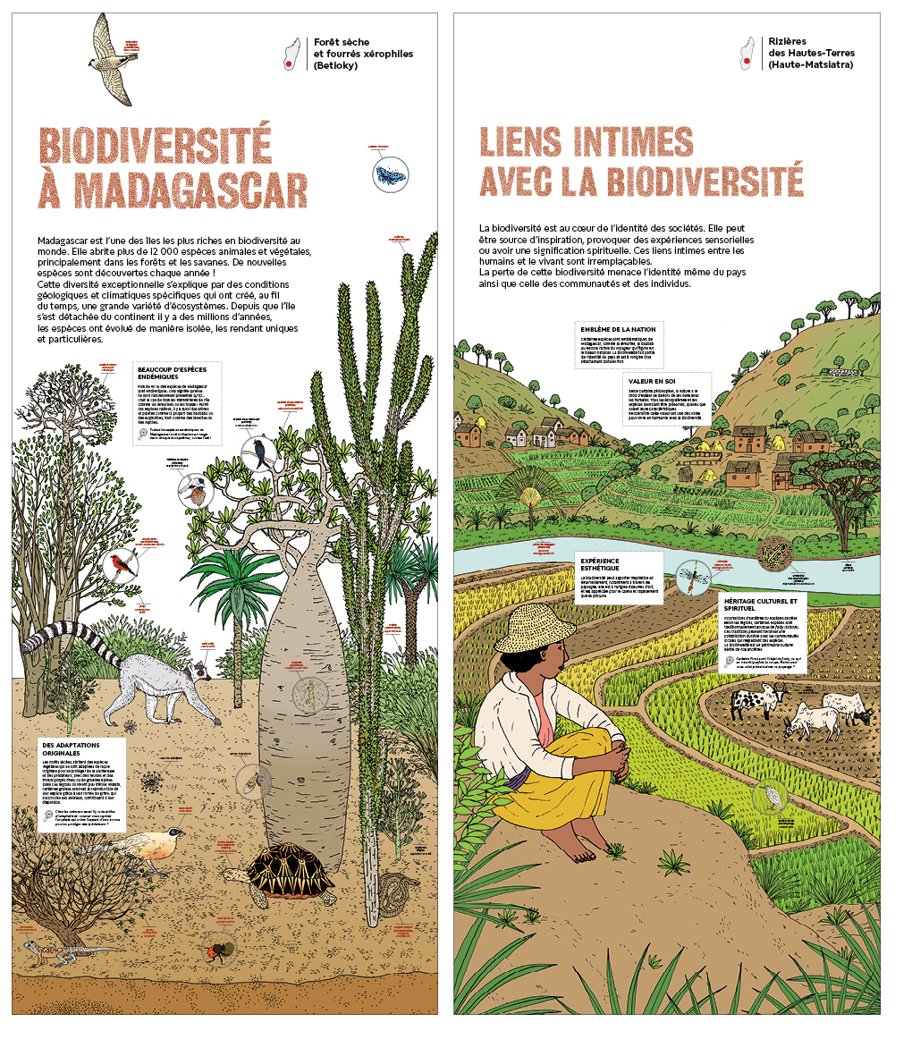 Exposition Biodiversités à Madagascar, Les Tigres Gauchers