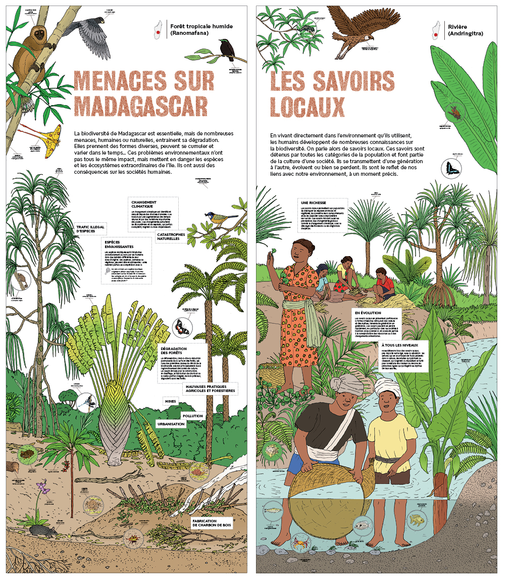 Exposition Biodiversités à Madagascar, Les Tigres Gauchers